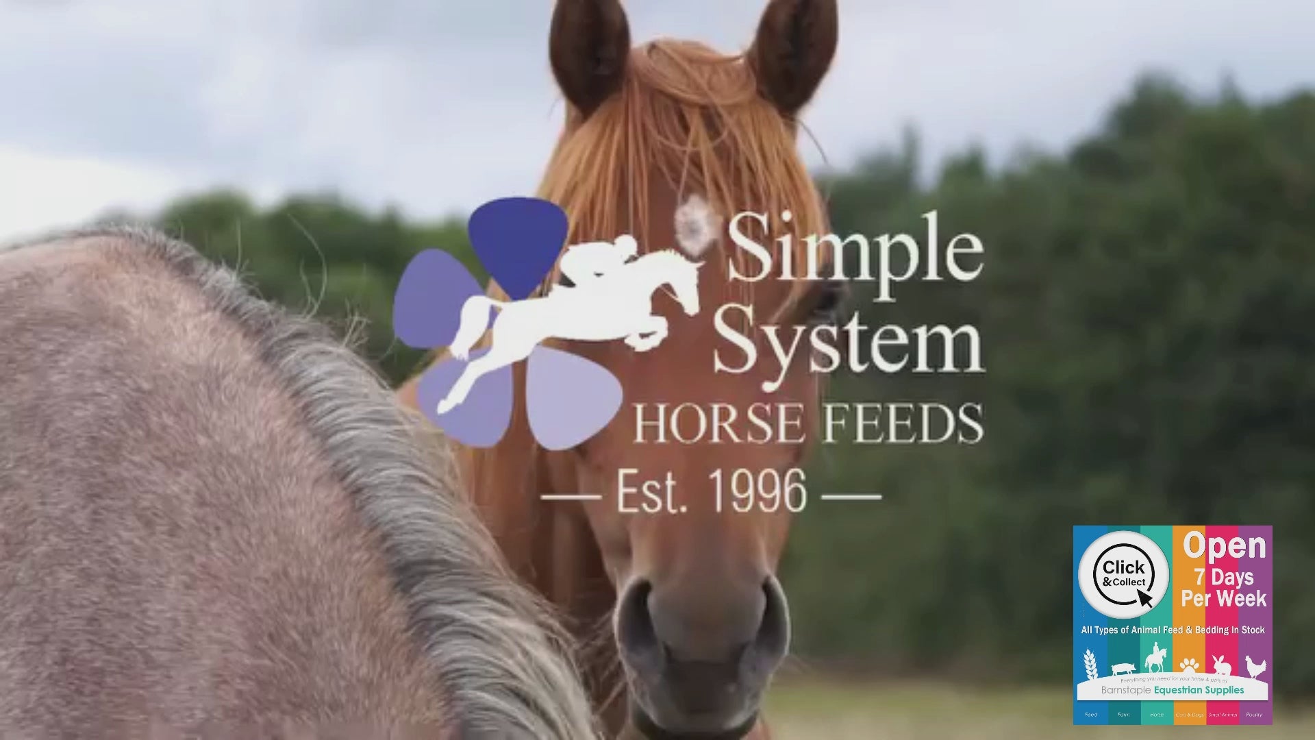 Simple System Horse Feeds For Horses And Equestrian